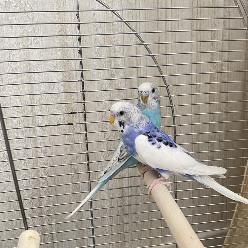 Продаю 2 попугаев Волнистые, и клетка большая