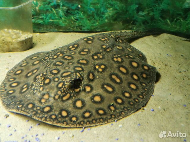 Скат моторо самка