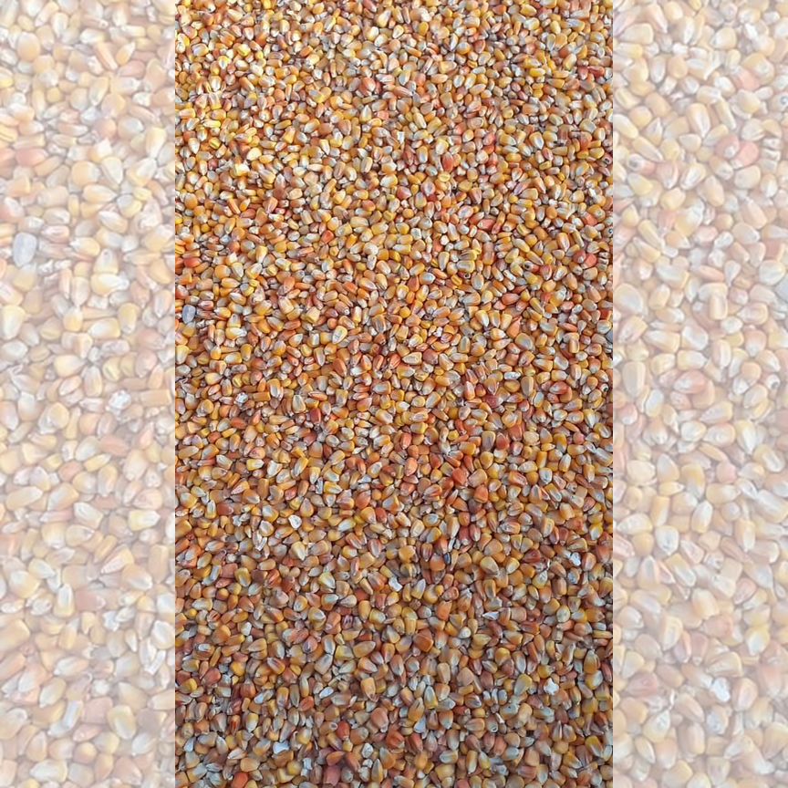 Кукуруза зерно