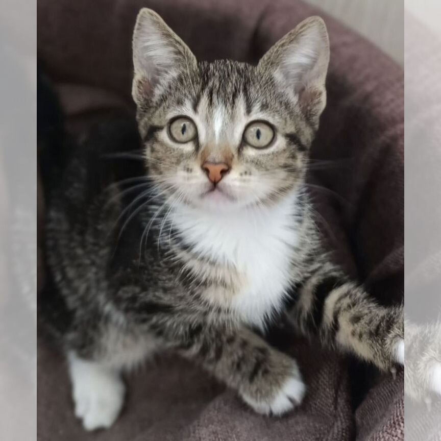 Котёнок девочка