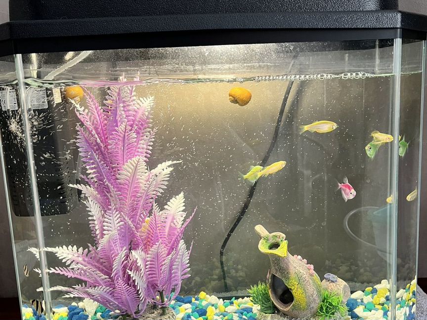 Аквариум с рыбками