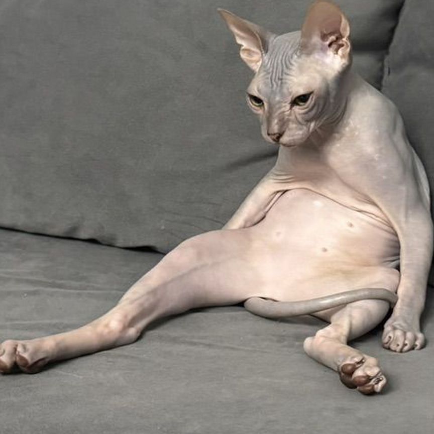 Канадский сфинкс котёнок