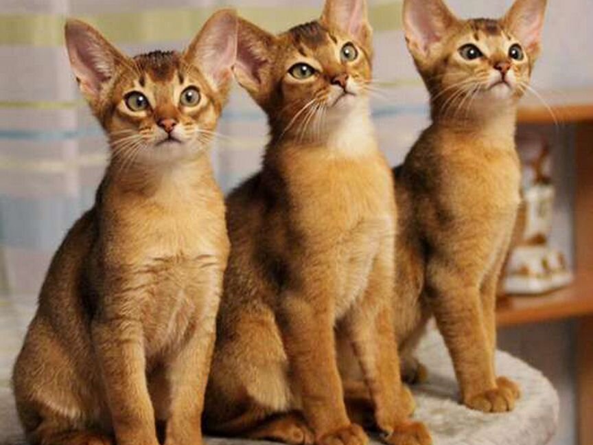 Абиссинские котята