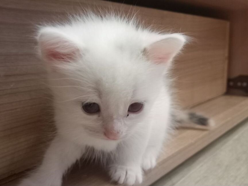 Котята в добрые руки бесплатно