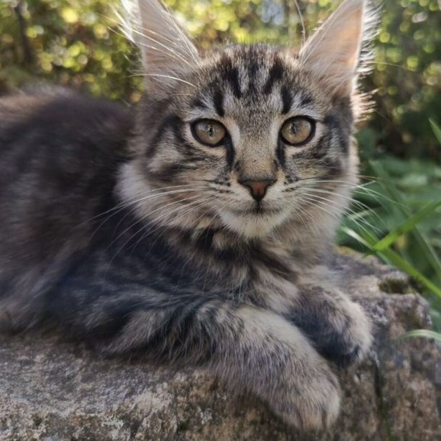 Котёнок девочка