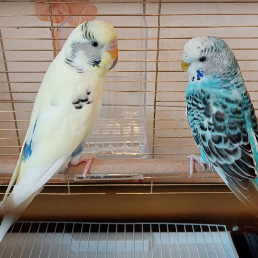 Волнистый попугай