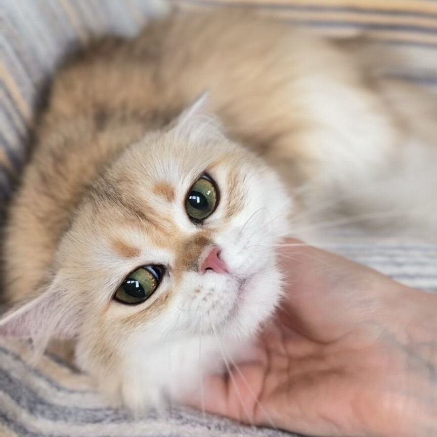 Длинношерстная британская кошечка