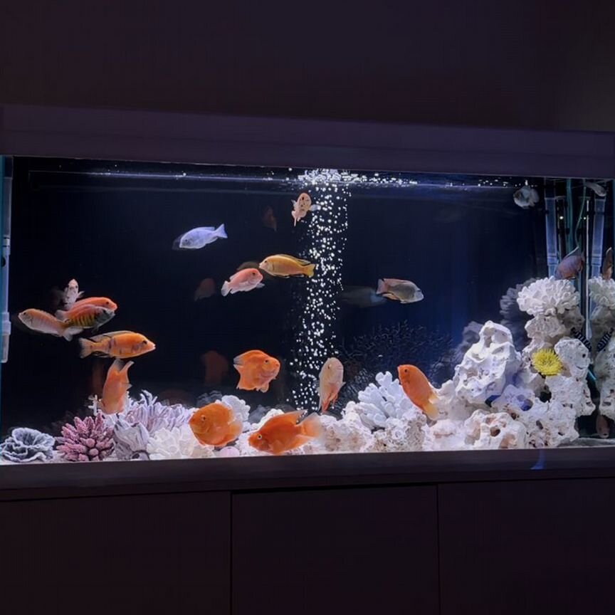 Аквариумные рыбы