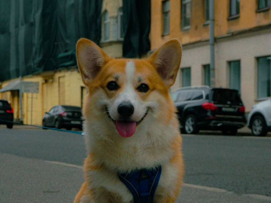 Корги-вязка