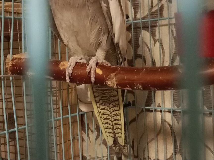 Птенцы корелла