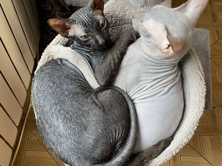 Кошка сфинкс