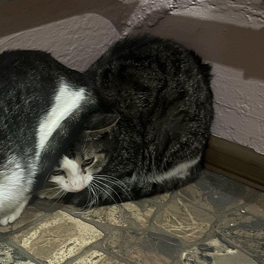 Коты ищут добрые руки