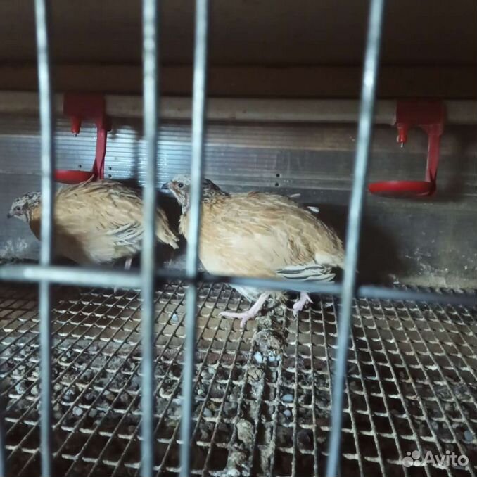 Перепела самцы на племя