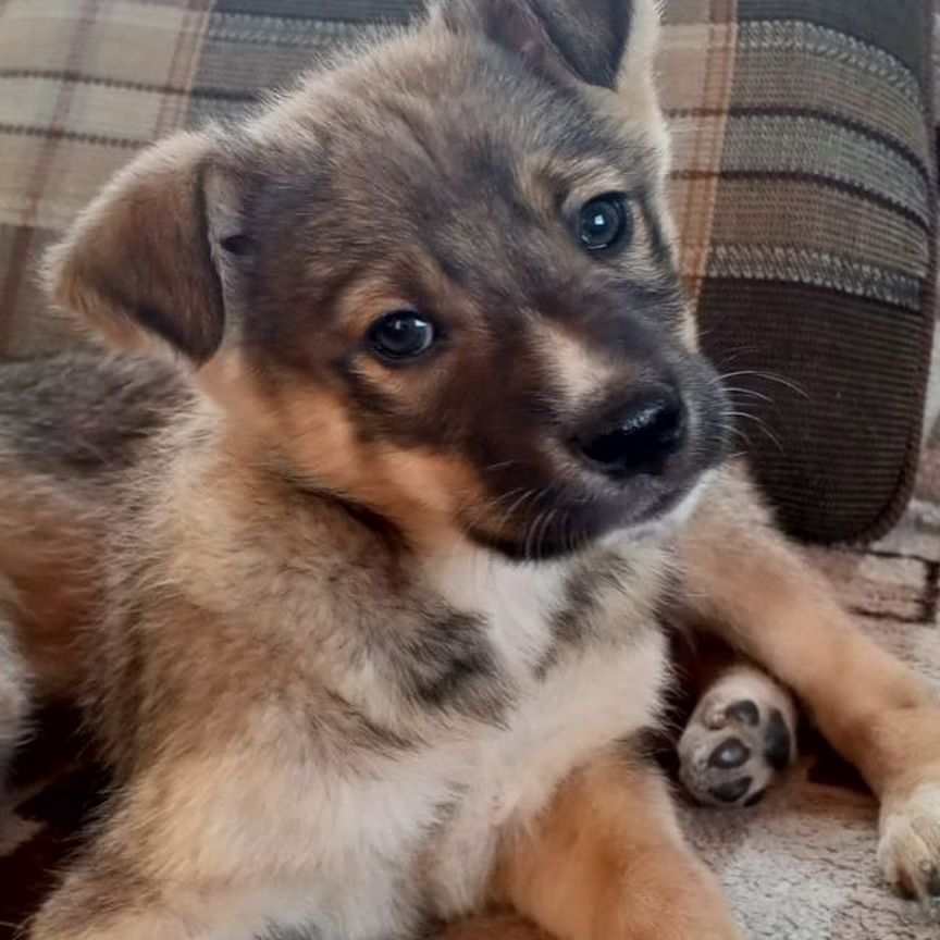 Богиня девочка