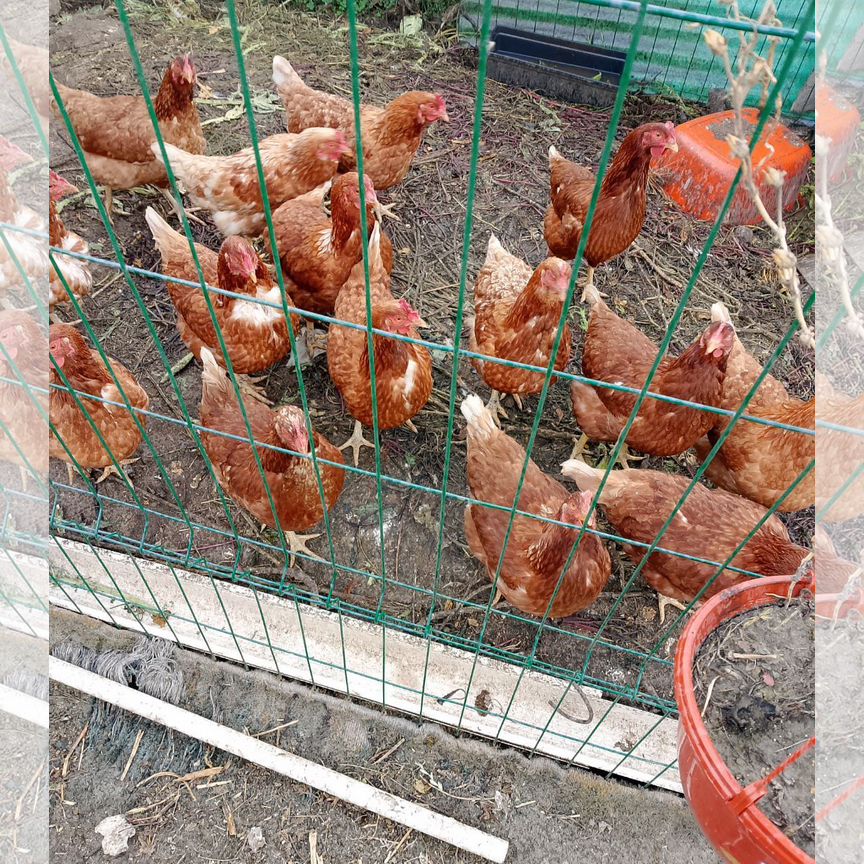 Куры несушки