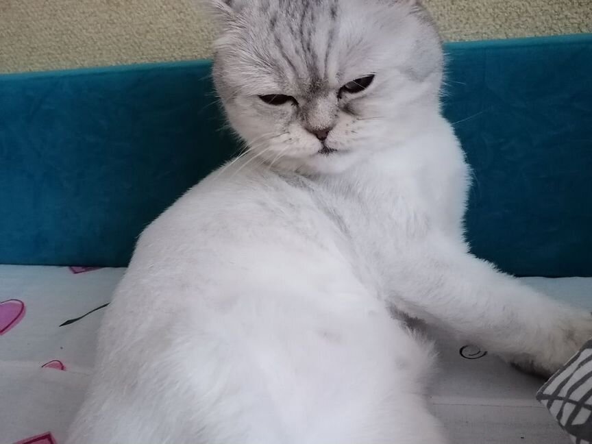 Кот