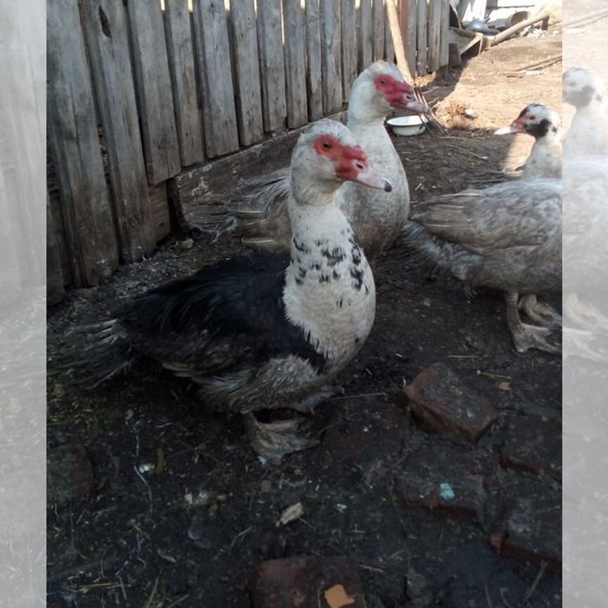 Молодые индоутки