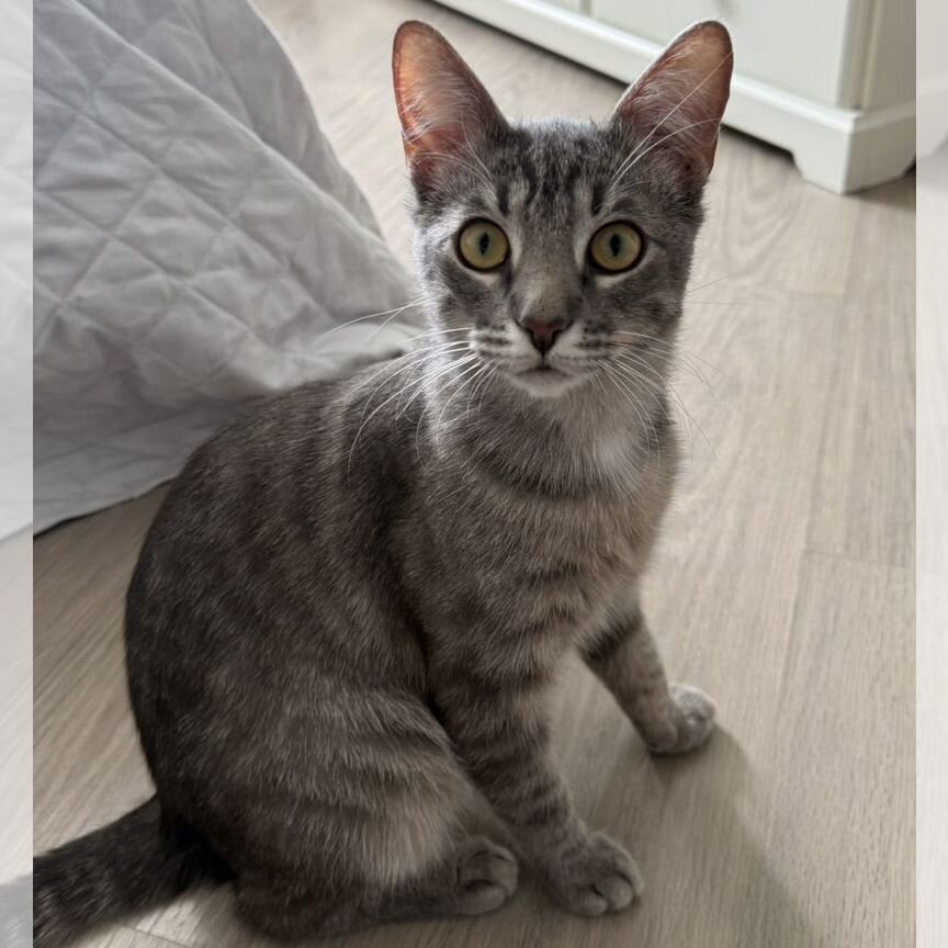 Котик Ластик в добрые руки