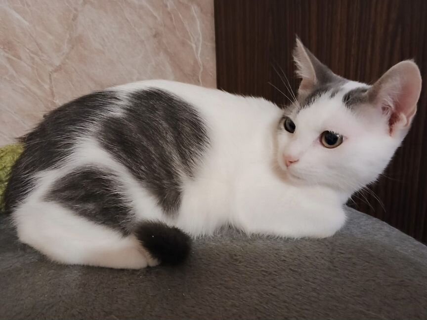 Котомальчик Лори Олби 7мес