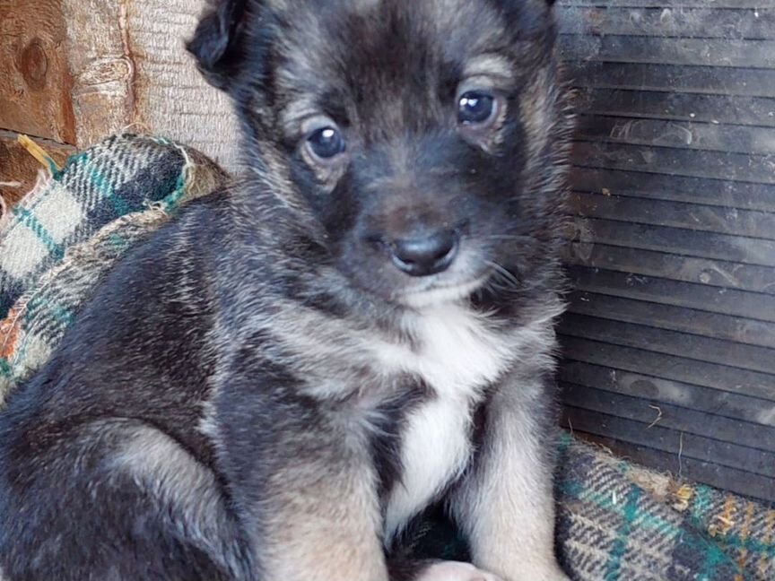 Собаки бесплатно в добрые руки. Щенки