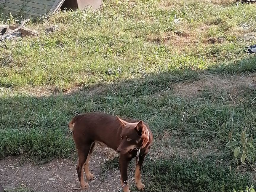 Австралийский келпи