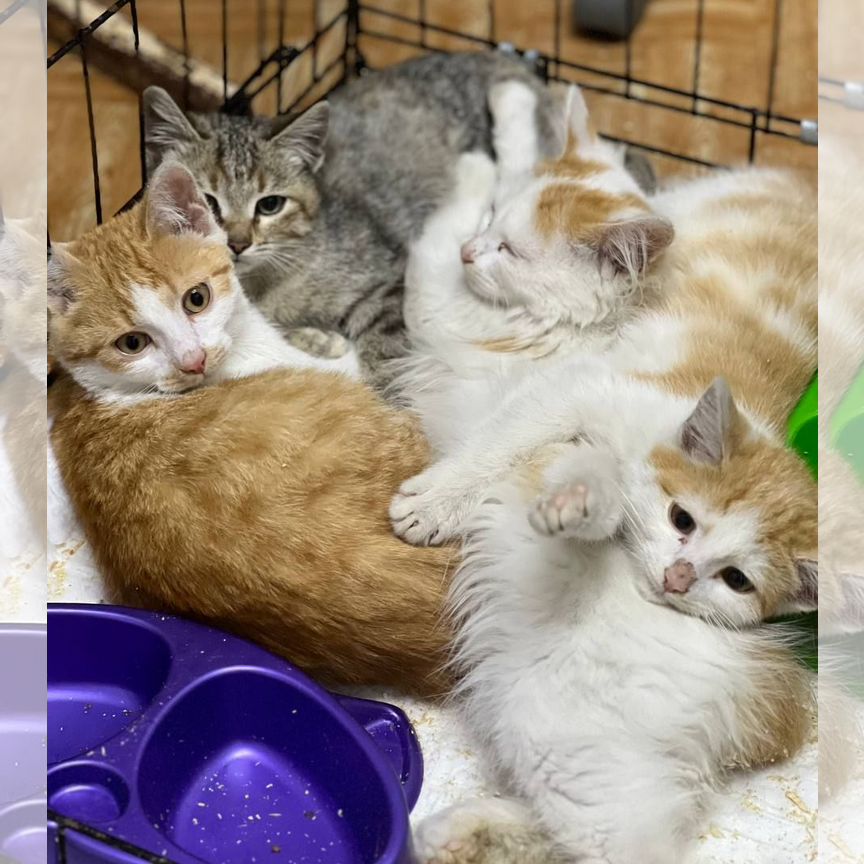 Котята в добрые руки приучены к лотку