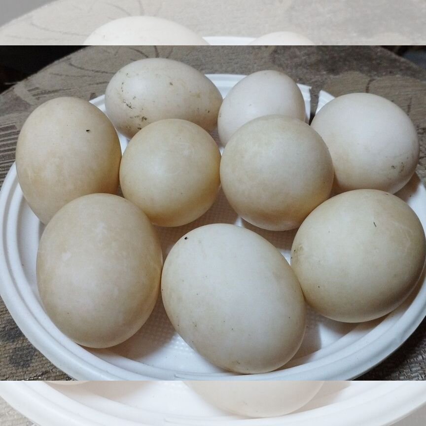 Яйцо домашнее инкубационное