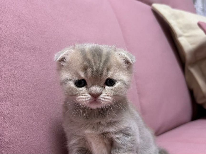 Шотландские вислоухие котята мальчики