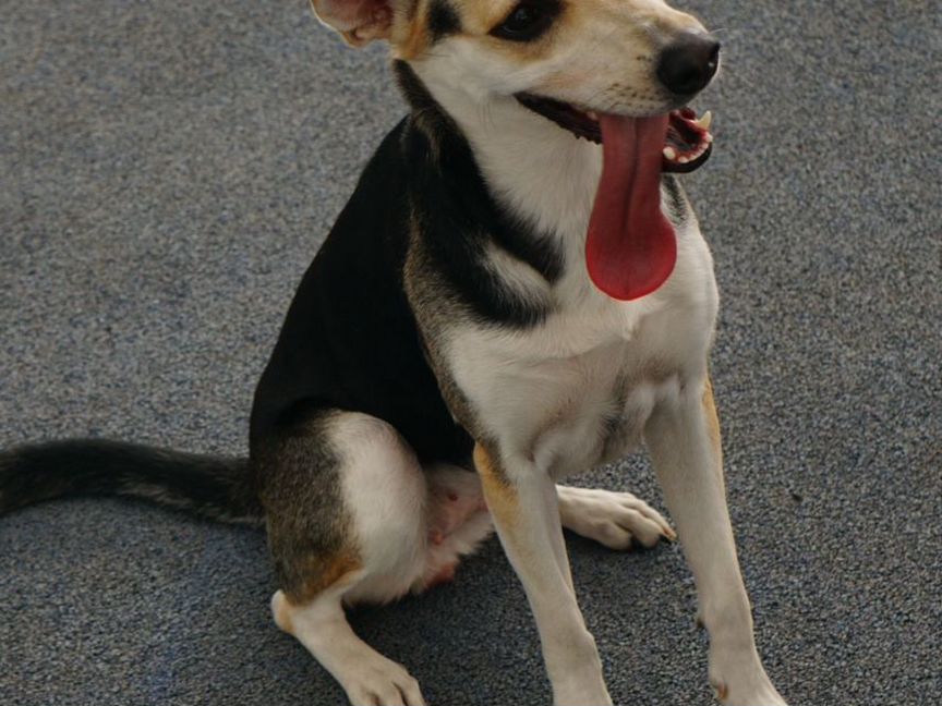 Собака в добрые руки Надя