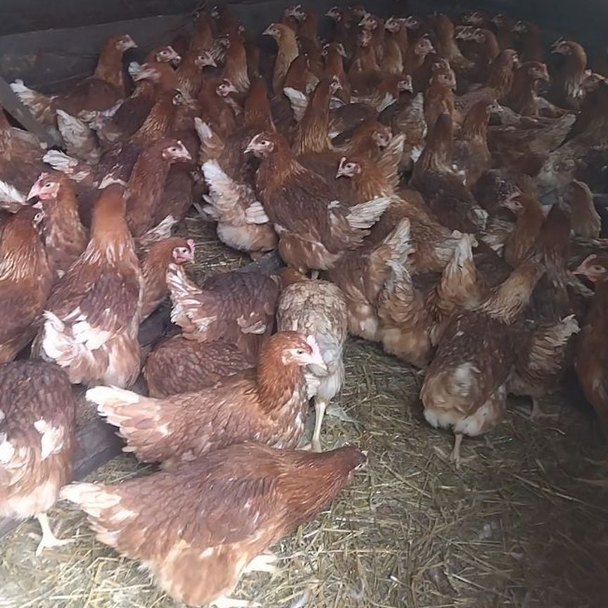 Куры молодки