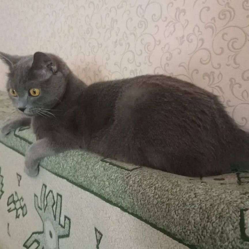 Британская короткошёрстная, взрослая кошка