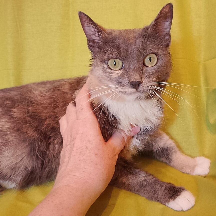Молоденькая кошечка Николь