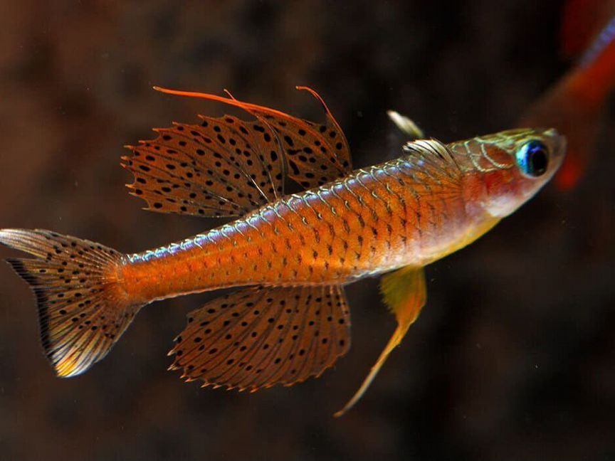 Псевдомугил паскай