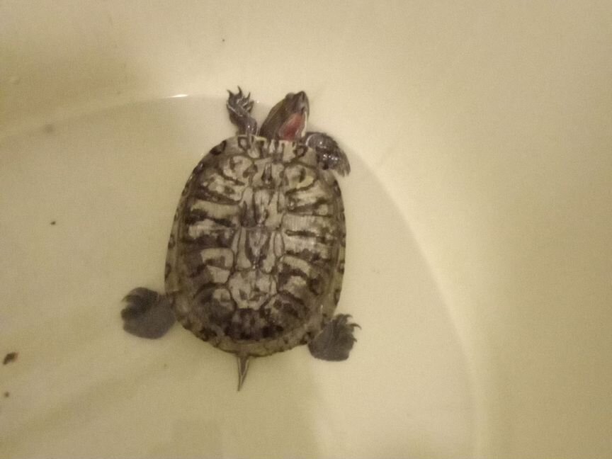 Красноухая черепаха бесплатно