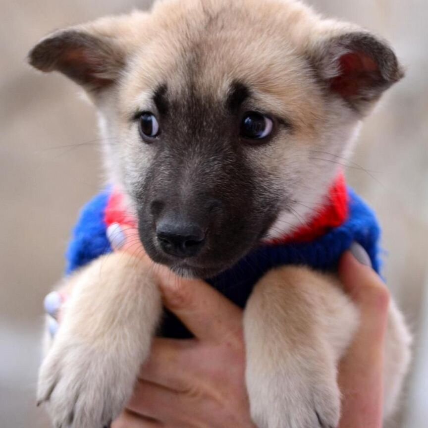 Щенок в добрые руки