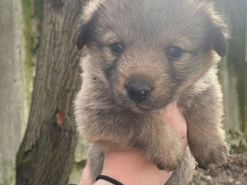 Щенок девочка в добрые руки