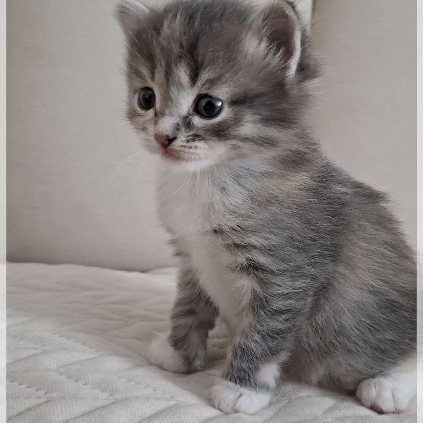 Котёнок от частного владельца