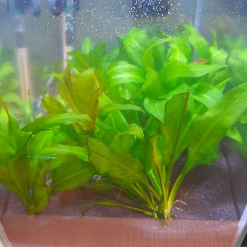 Эхинодорус амазонский