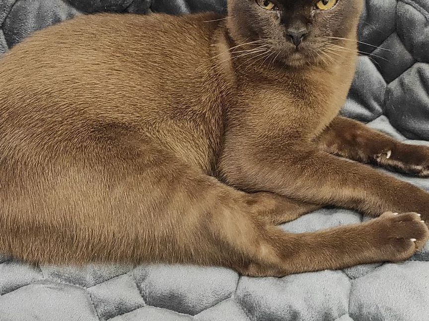 Бурманская кошечка