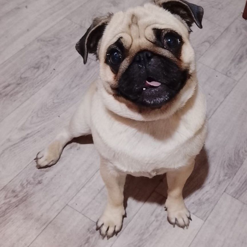 Мопс, щенок