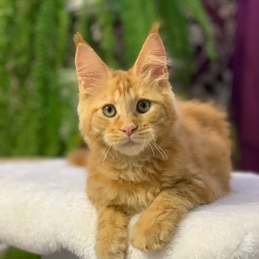 Мейн-кун котёнок