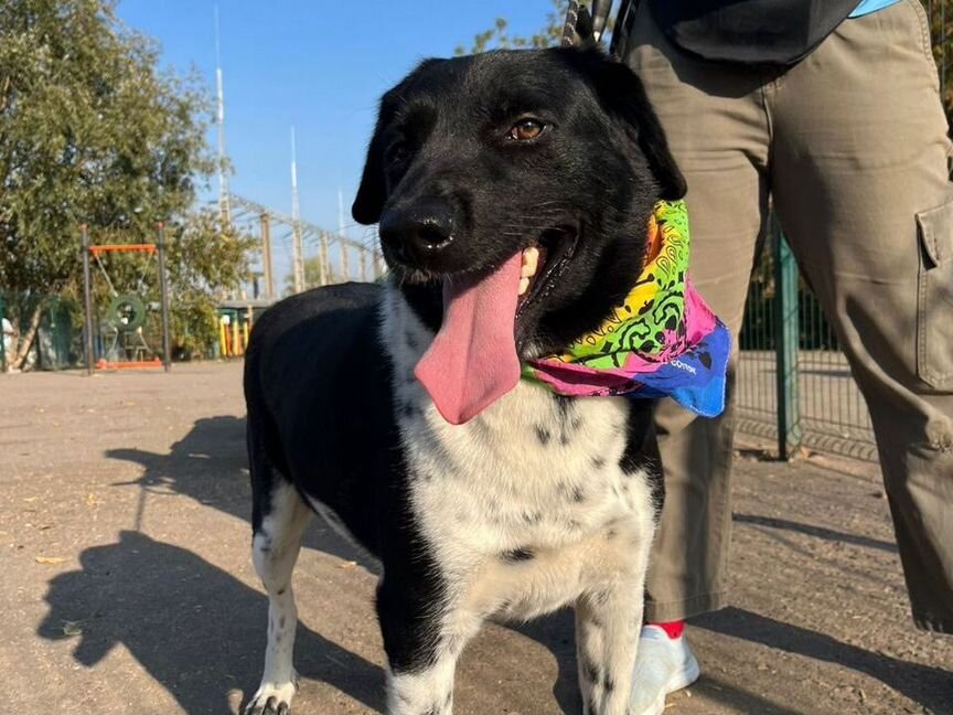 Собаки из приюта