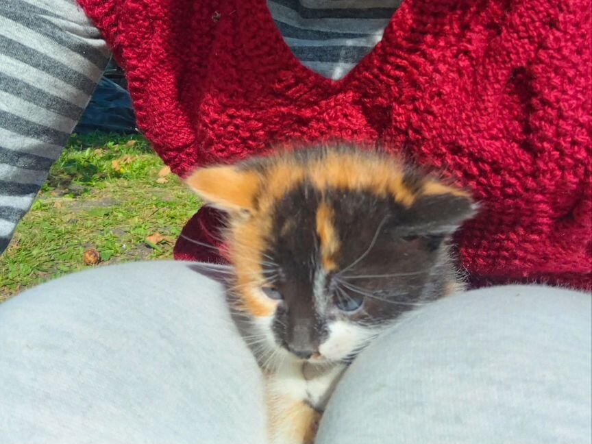Котята в добрые руки 2 мес