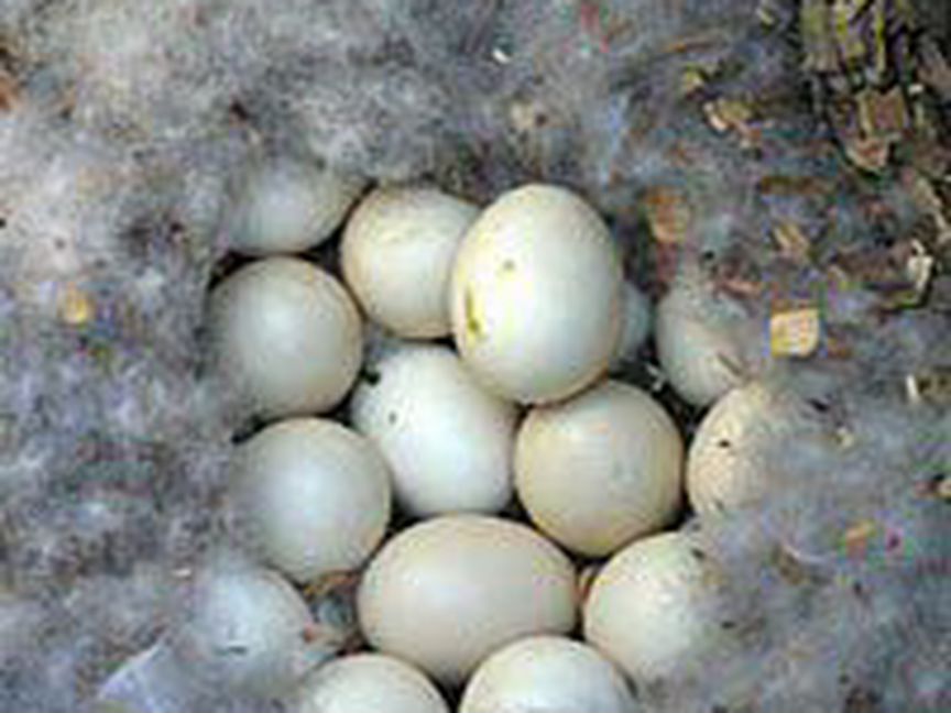 Инкубационное яйцо