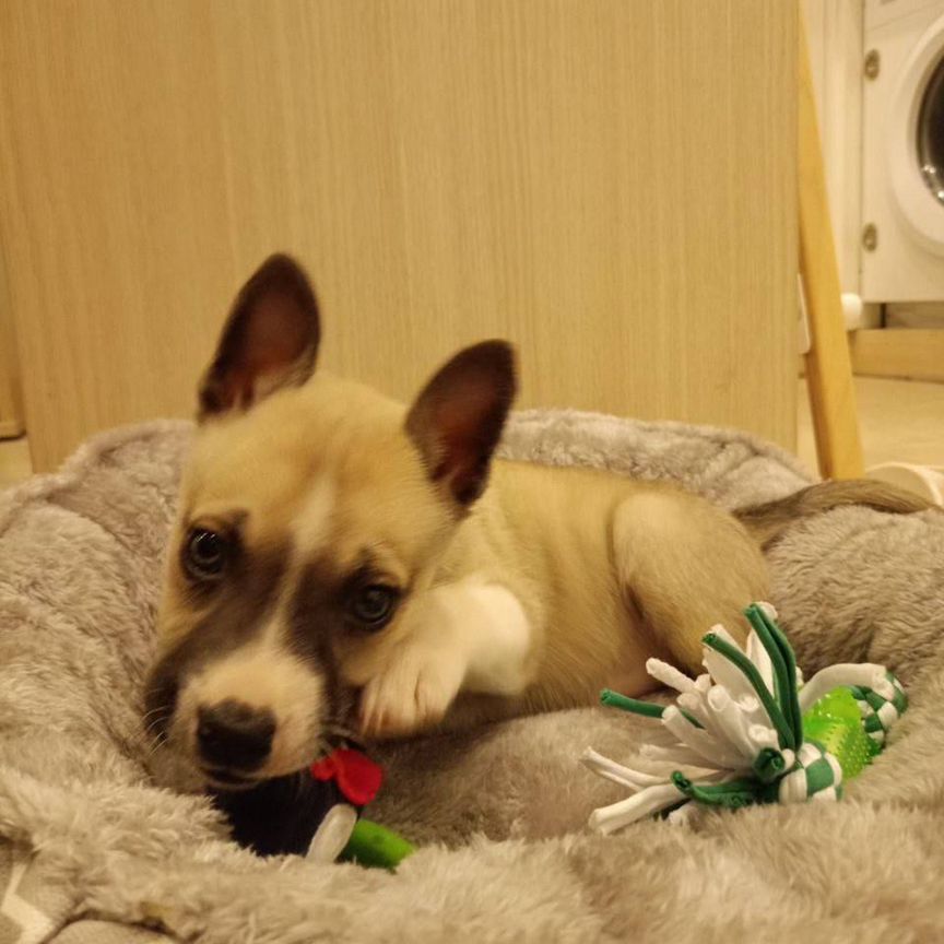 Малыша подбросили к приюту