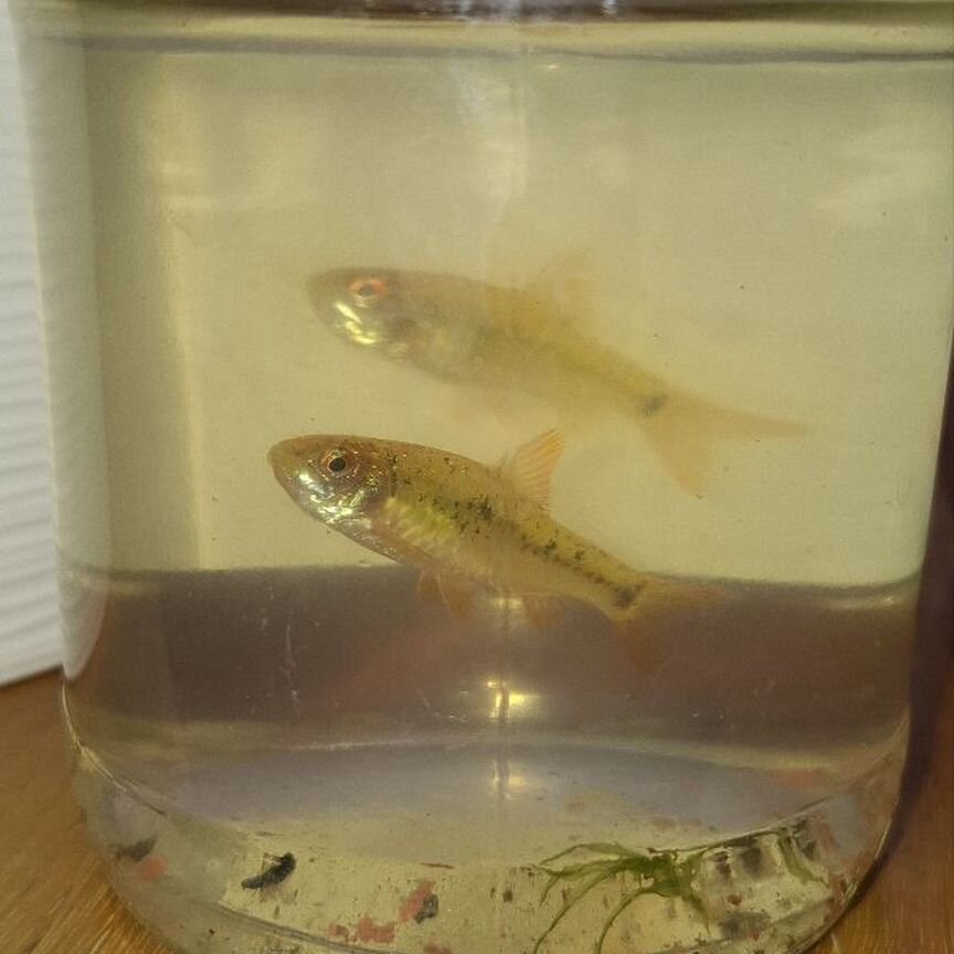 Отдам рыбок