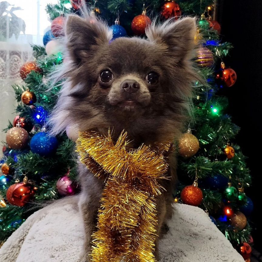 Кобель Чихуахуа. Вязка