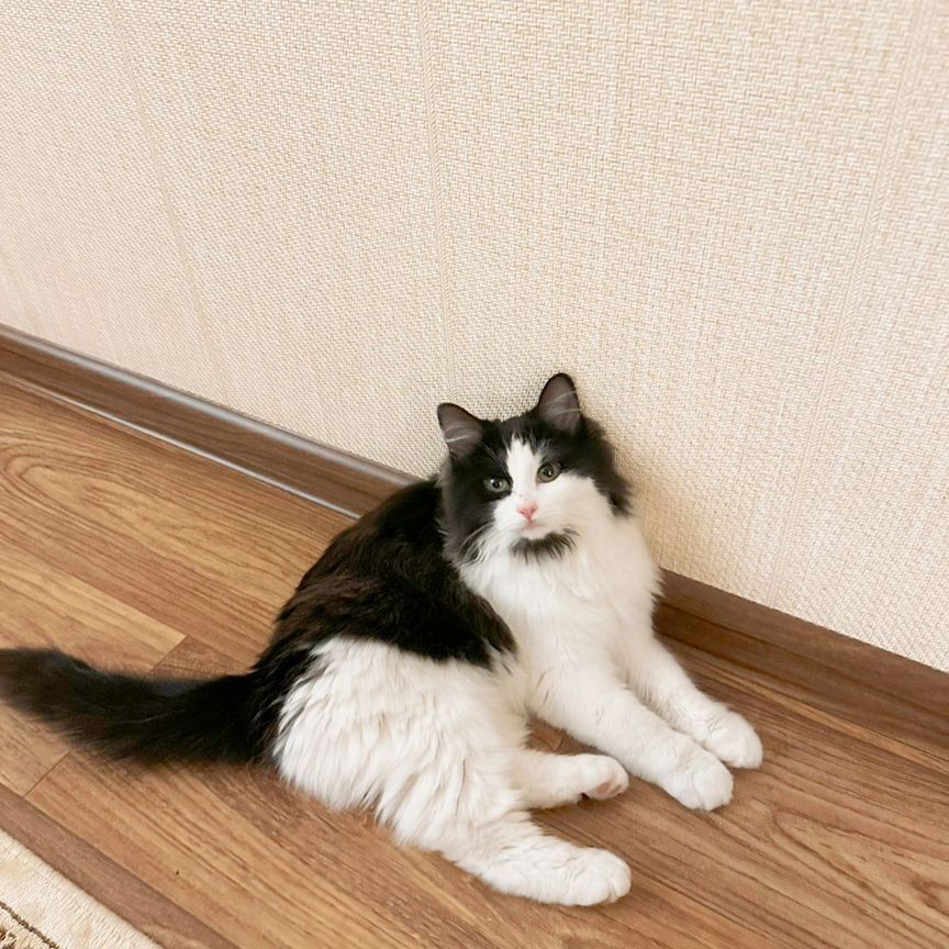 Котик в добрые руки