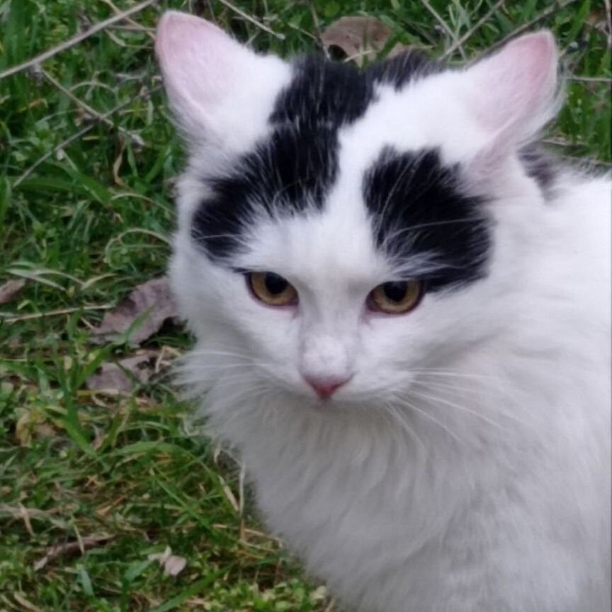 Котенок-мальчик в добрые руки