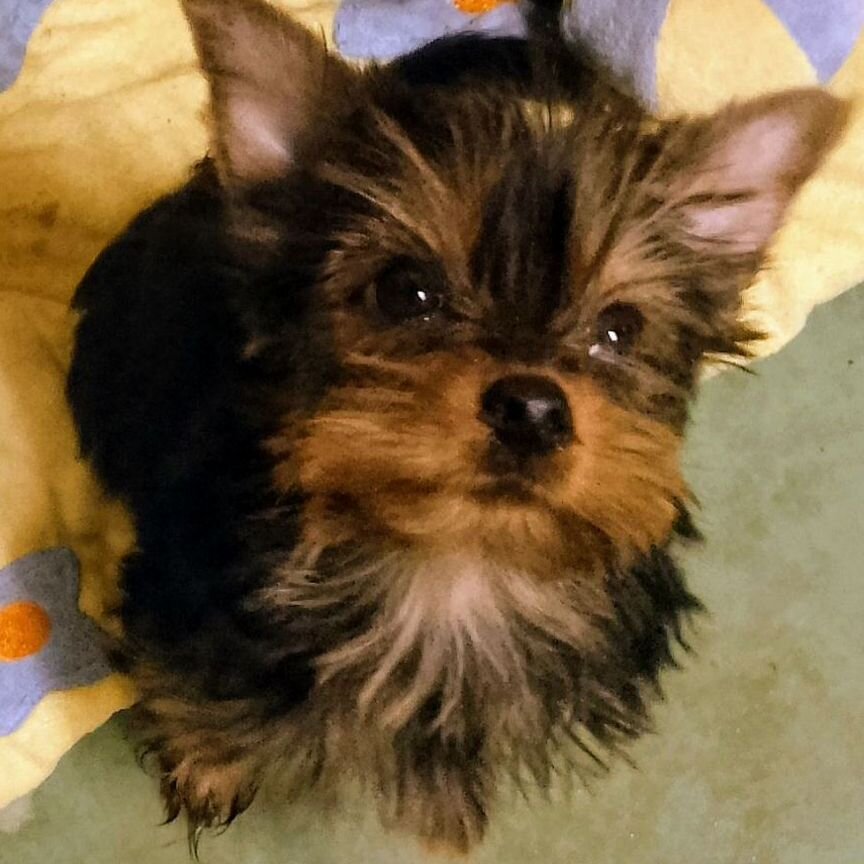 Йоркширский терьер, щенок